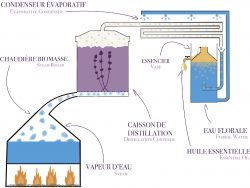 La distillation, c’est tout un art ! - Distillerie Duffez